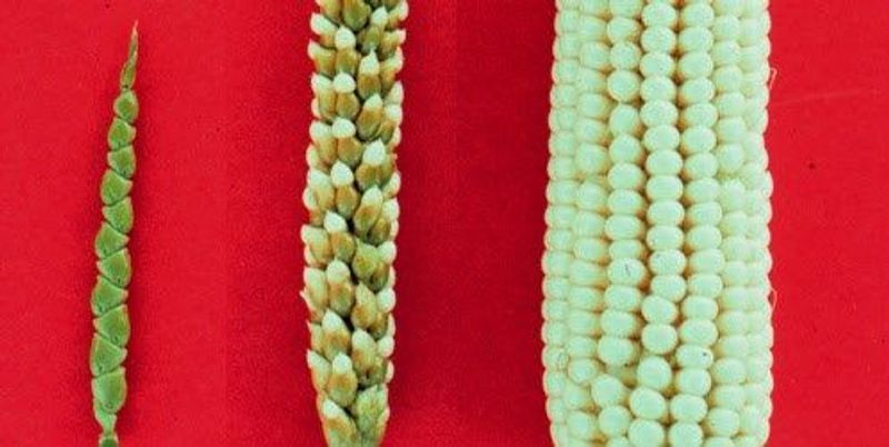 Image of the Day: Incredible Edible Corn | The Scientist