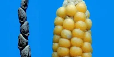 Small Genetic Change Yields Edible Corn | The Scientist