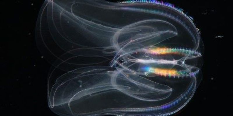 Ancient Comb Jelly Bones? | The Scientist