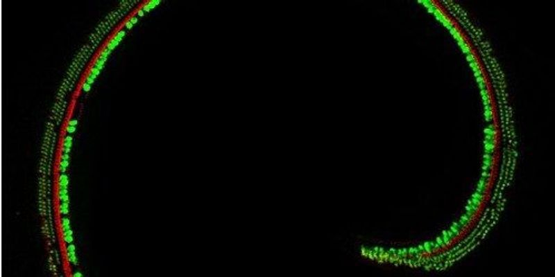 Gene Therapy Fixes Mouse Hearing | The Scientist