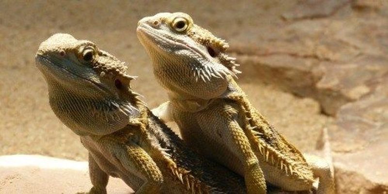 Lizard Swaps Mode of Deciding Its Sex | The Scientist
