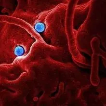 MERS | The Scientist