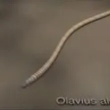 Gutless Worm | The Scientist