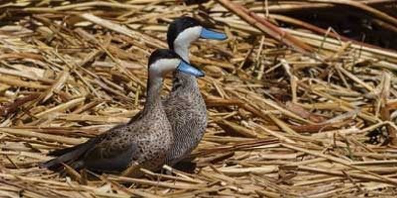 High-Flying Ducks | The Scientist