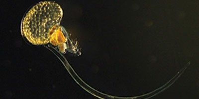 Metazoans in the DNAi Club | The Scientist