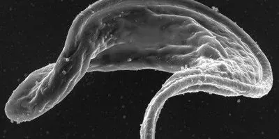 Image of the Day: Sleeper Cells | The Scientist