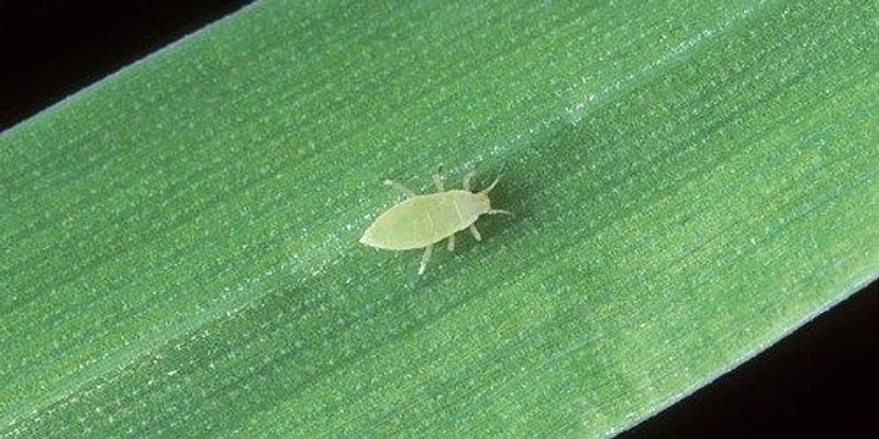 GM Wheat Fails in the Field | The Scientist