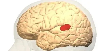 New Human Brain Language Map | The Scientist