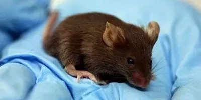 The Brain on Fear | The Scientist