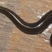 Ravenous Invasive Worm Now in U.S. | The Scientist