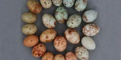 Image of the Day: Egg Doppelgangers | The Scientist