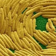 Image of the Day: Swarming Xanthus | The Scientist