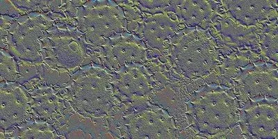 Image of the Day: Pollen Patterns | The Scientist