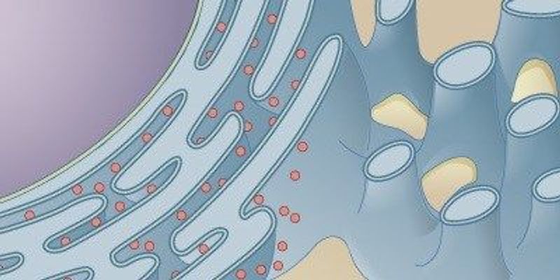 Targeted ER Breakdown | The Scientist