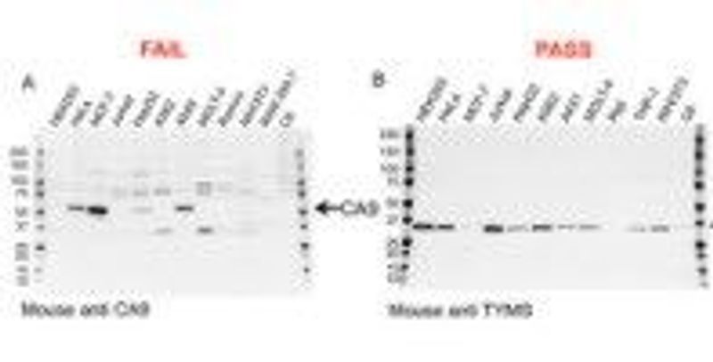 Bio-Rad Launches PrecisionAb™ | The Scientist Magazine® Bio-Rad Launches PrecisionAb™ | The Scientist Magazine®