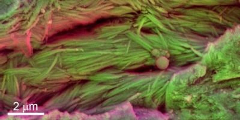 Soft Tissue Detected in Millennia-Old Dino Bones | The Scientist