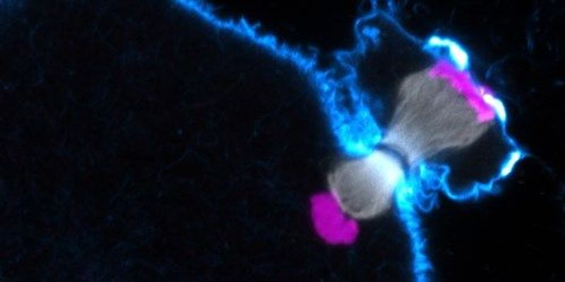 Image of the Day: Splitting Off | The Scientist