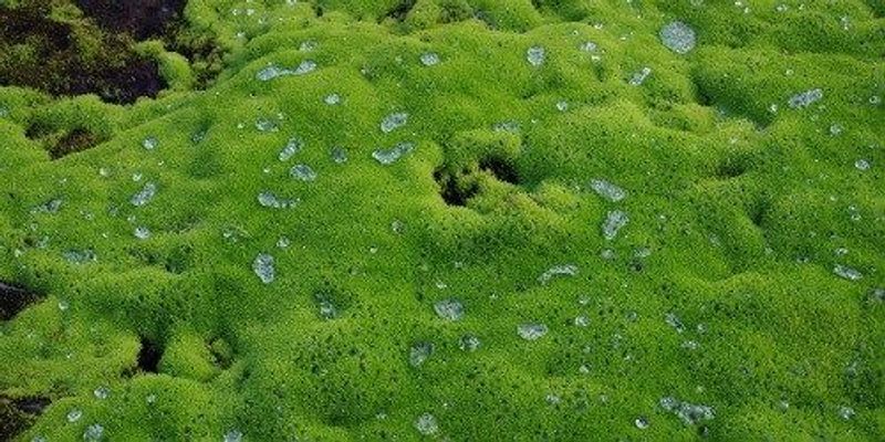 Image of the Day: Super-soaked Moss | The Scientist
