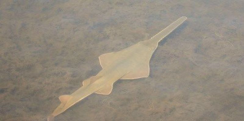 Endangered Fish Can Reproduce Without Mating | The Scientist