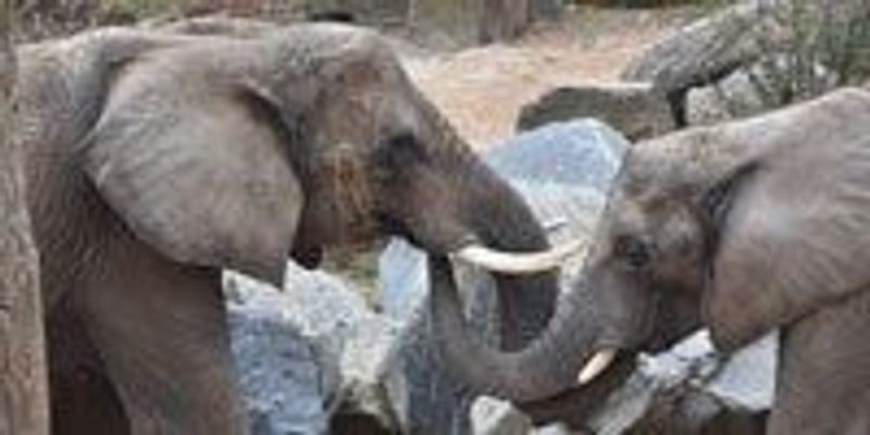 A Plague on Pachyderms | The Scientist