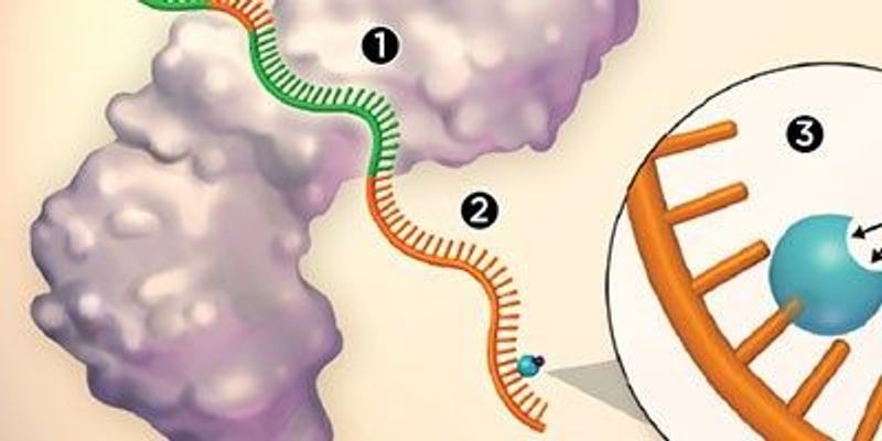 RNA Stucturomics | The Scientist