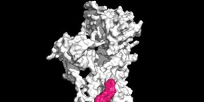 Not So Noncoding | The Scientist