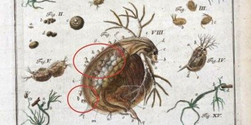 Water Fleas, 1755 | The Scientist