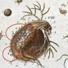 Natural History | The Scientist