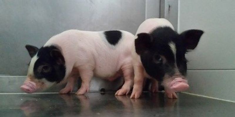Image of the Day: CRISPR Pigs | The Scientist