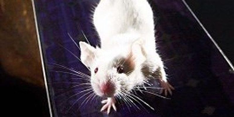 Thin-skinned Space Mice | The Scientist