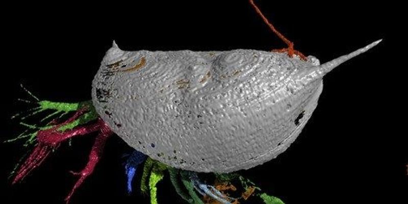 Image of the Day: Prehistoric Parasite | The Scientist
