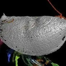 Image of the Day: Prehistoric Parasite | The Scientist