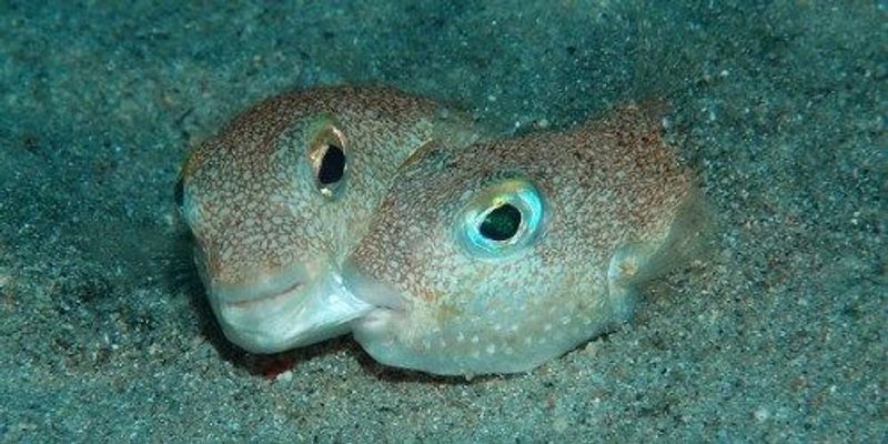 Celebrating New Species | The Scientist