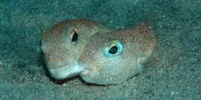 Celebrating New Species | The Scientist