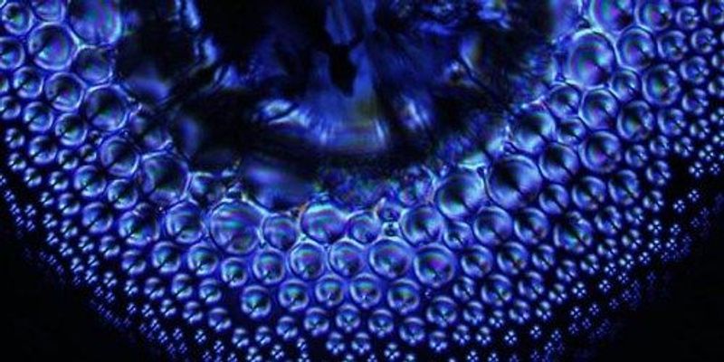Image of the Day: Bug-Eyed | The Scientist