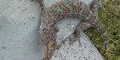 Image of the Day: Resistant Reptile | The Scientist