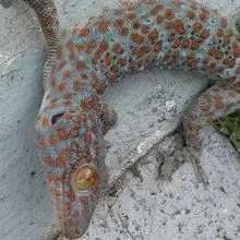 Image of the Day: Resistant Reptile | The Scientist