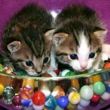 Image of the Day: In Vitro Kittens | The Scientist