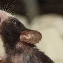 Binge-Drinking Trigger? | The Scientist