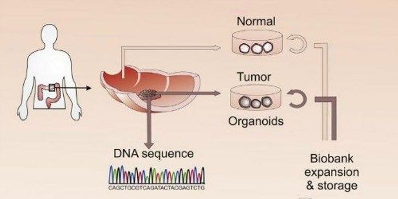 Organoid Biobank | The Scientist