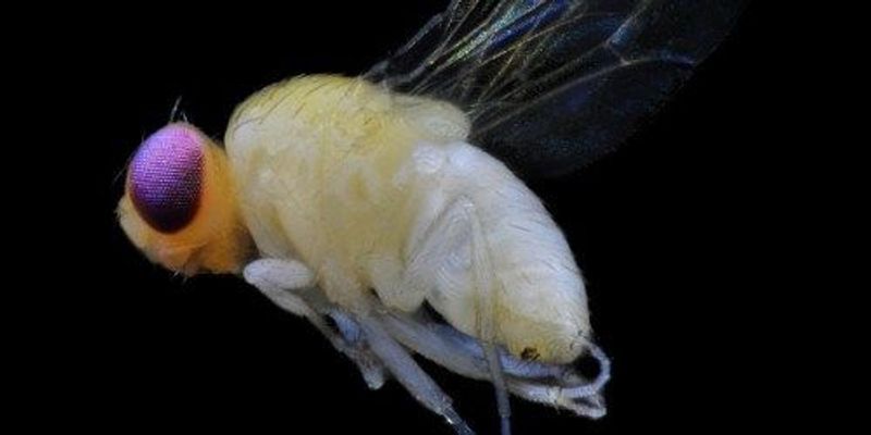 Image of the Day: Rare Fly | The Scientist Magazine®