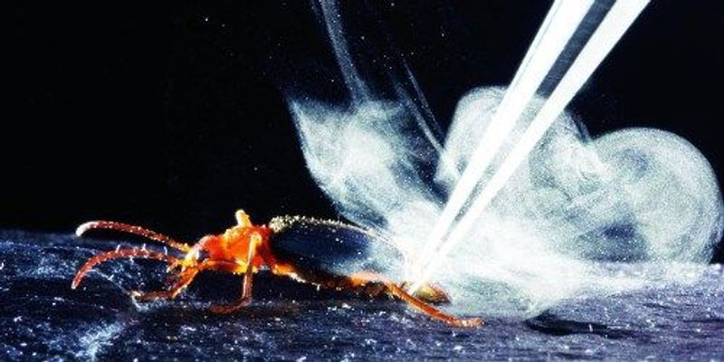 Beetle Bomb | The Scientist