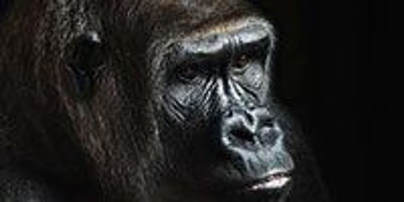 The Origins of O | The Scientist