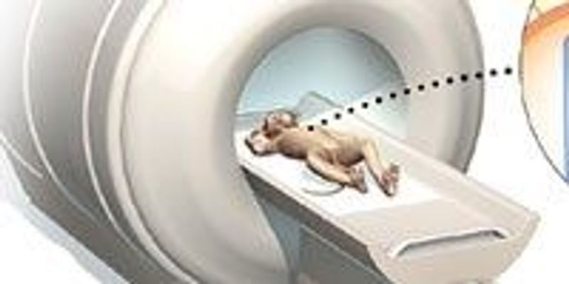 Scanning for SIV’s Sanctuaries | The Scientist