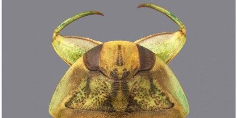 Image of Day: Belize Bug | The Scientist