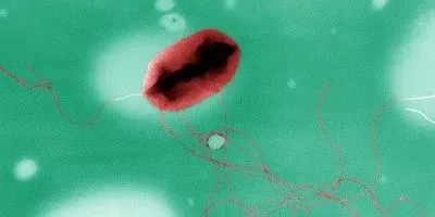 Bacterial Taxis Deliver Proteins | The Scientist