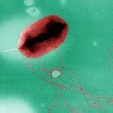Bacterial Taxis Deliver Proteins | The Scientist