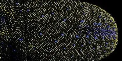 Image of the Day: Seeing Taste | The Scientist