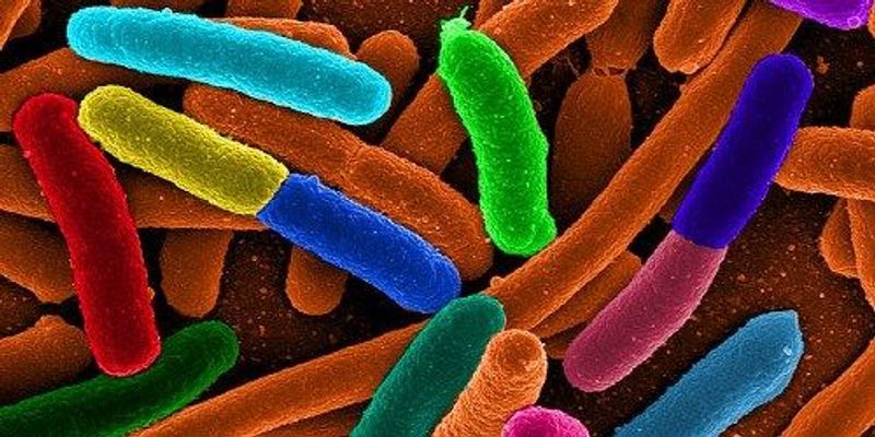 Rare Microbes and Antibiotic Resistance | The Scientist