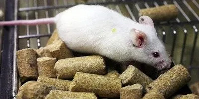 Gut Microbes Influence Circadian Clock | The Scientist